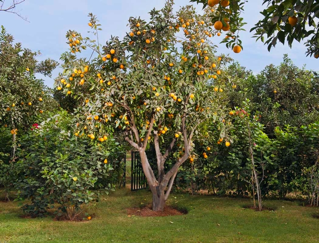 L'orangeraie - région d'AGADIR